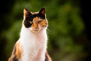 Votre chat est-il vraiment indépendant ? La science répond